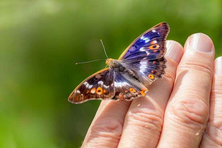 10+ Free Emperor Butterfly & Butterfly Images - Pixabay