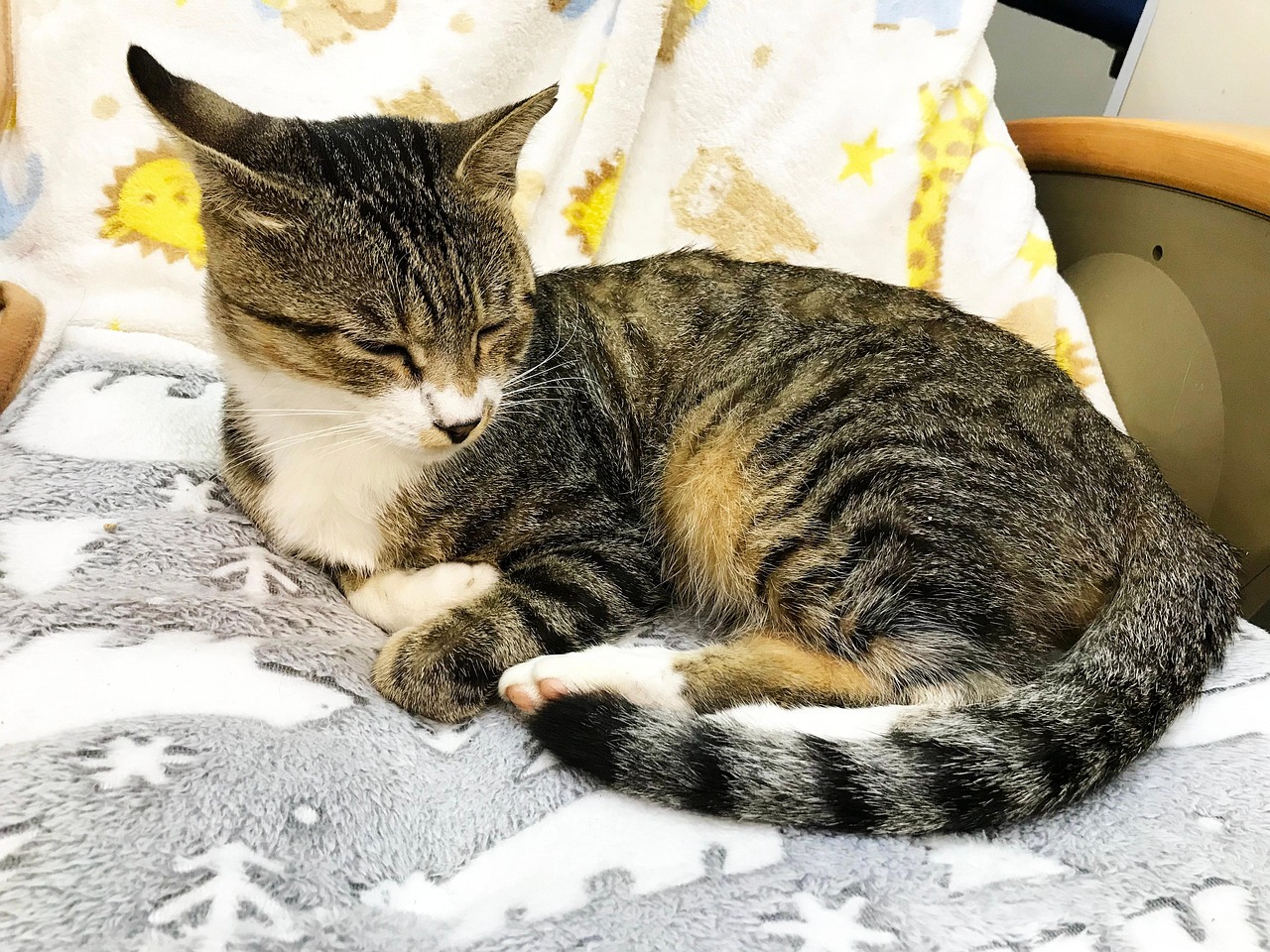 Sabatra Cat Stray - Free photo on Pixabay - Pixabay