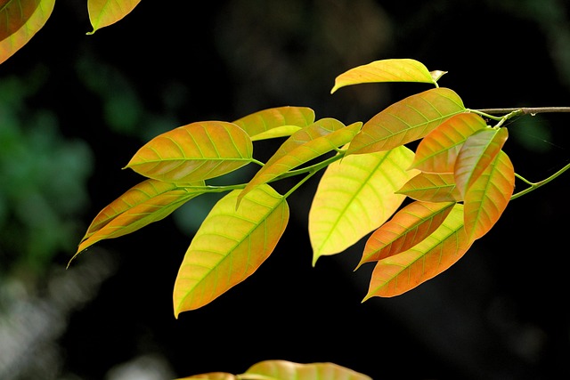 Folhas Natureza Botânica - Foto gratuita no Pixabay