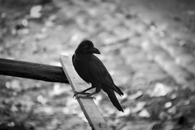 Oiseau Animal Corbeau - Photo gratuite sur Pixabay - Pixabay