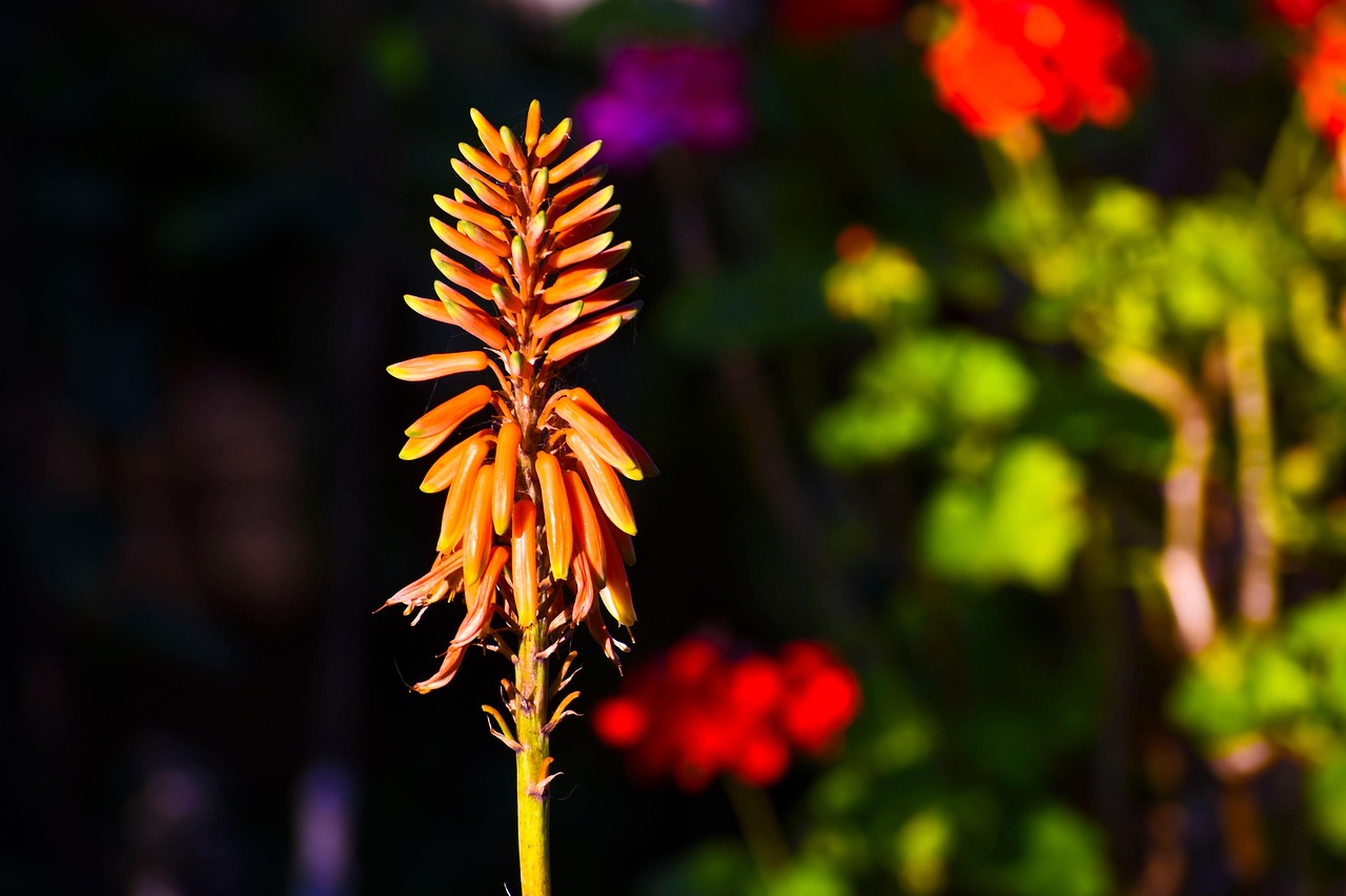 Flora Bunga Bloom Musim - Foto gratis di Pixabay