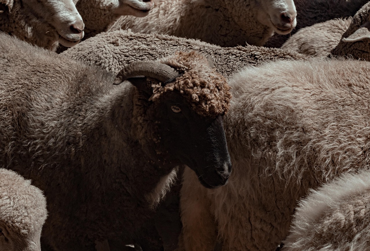 Cabra Animal Viajar Por - Foto gratuita no Pixabay - Pixabay