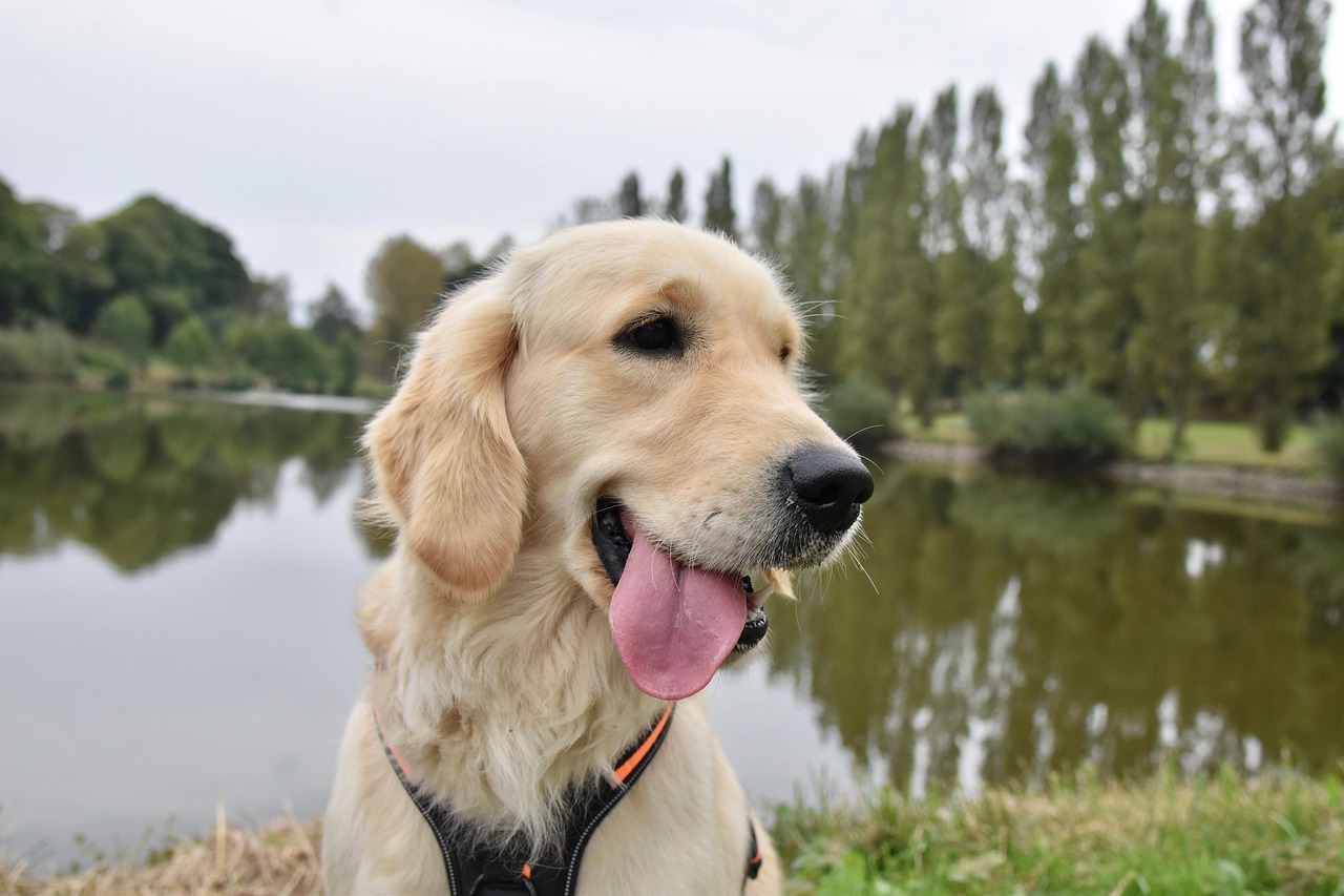 20,000+ Free Golden-Retriever- & Golden Retriever Images - Pixabay