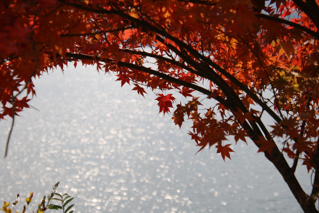 Feuilles D'Automne Nature Lac Les - Photo gratuite sur Pixabay - Pixabay