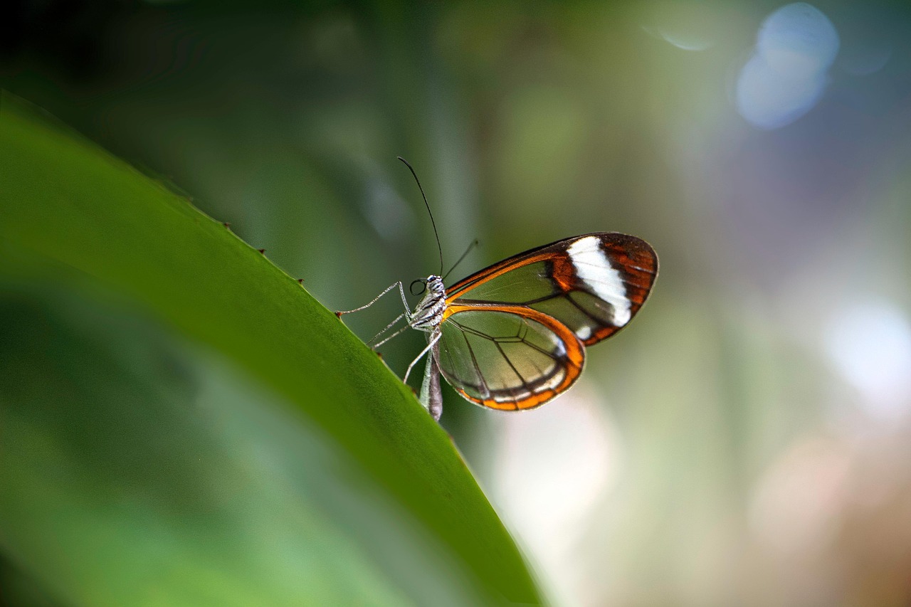 20,000+ Free Butterfly Transparent & Butterfly Images - Pixabay
