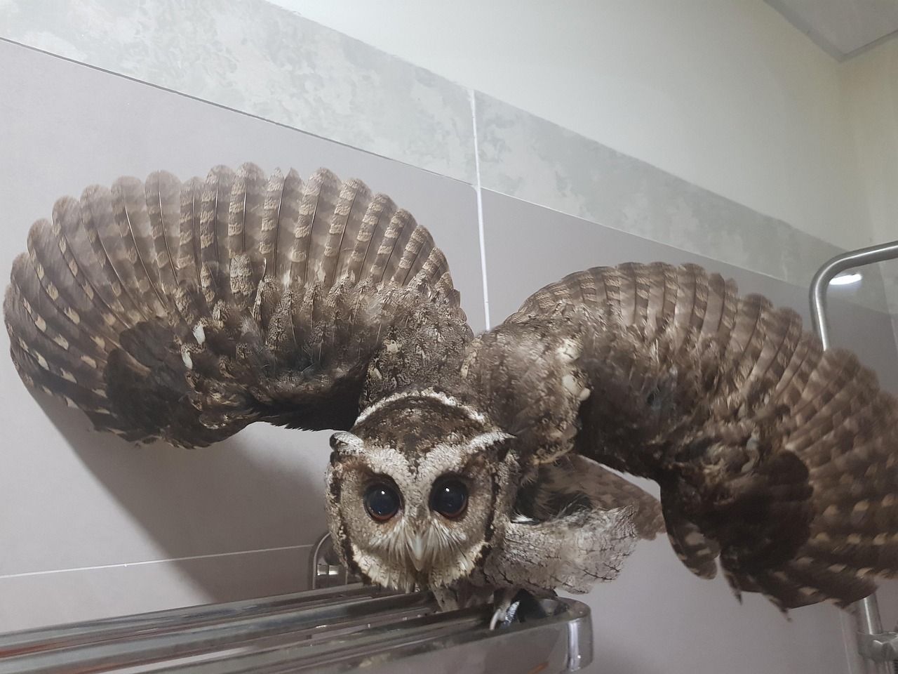 Owl Amazing Angry - Free photo on Pixabay - Pixabay