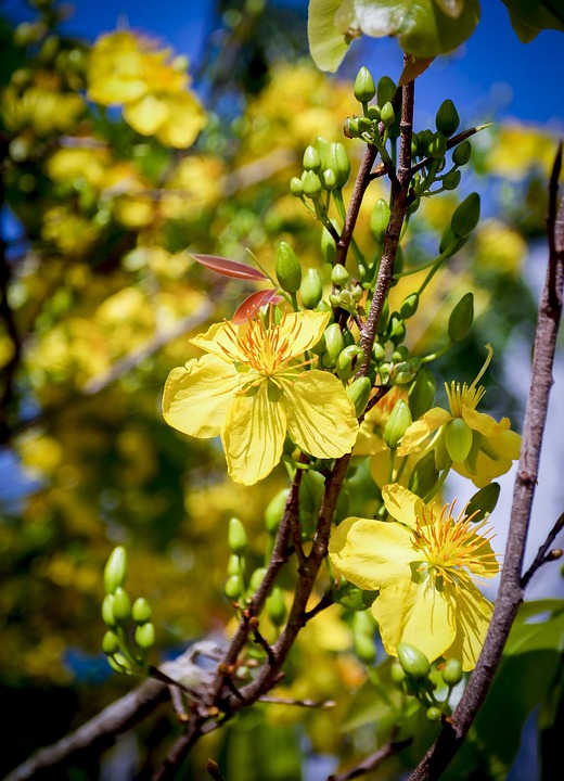 Golden Shower Tree Flowers Yellow - Free photo on Pixabay