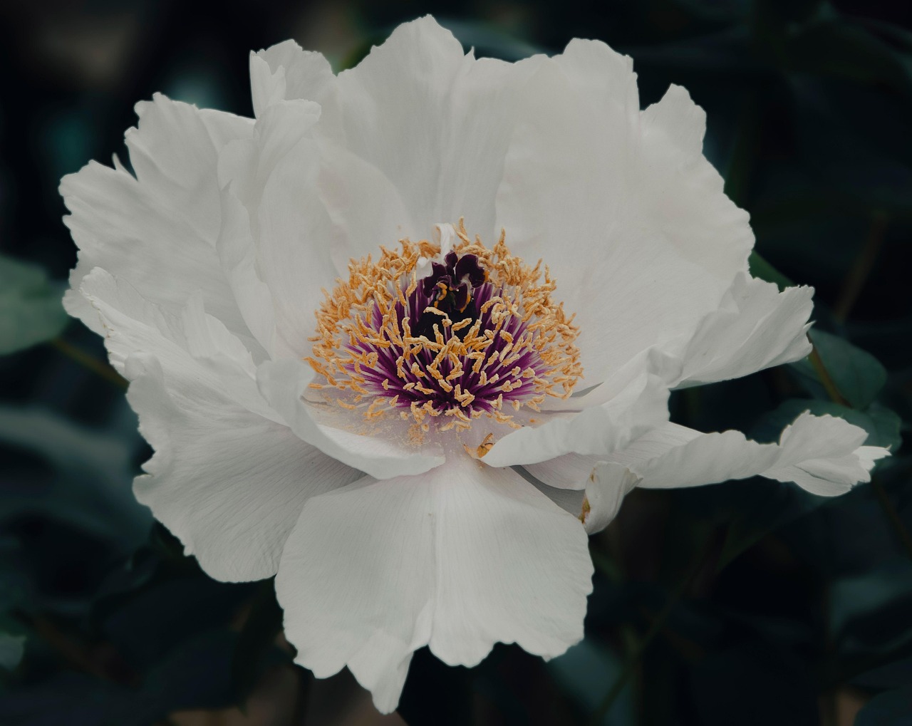 Pivoine Fleur Plantes - Photo gratuite sur Pixabay - Pixabay