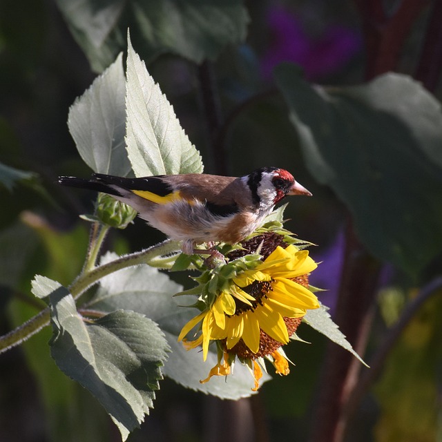 Goldfinch Bird Nature - Free photo on Pixabay - Pixabay