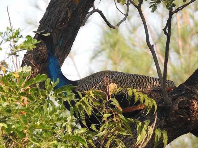 Peafowl Peacock Bird Free Photo On Pixabay Pixabay