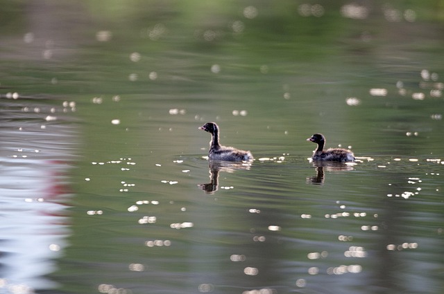New Animal Nature Rice Field - Free photo on Pixabay