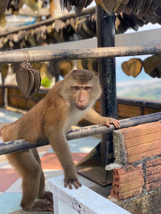 Makake Ape Asia - Free photo on Pixabay - Pixabay