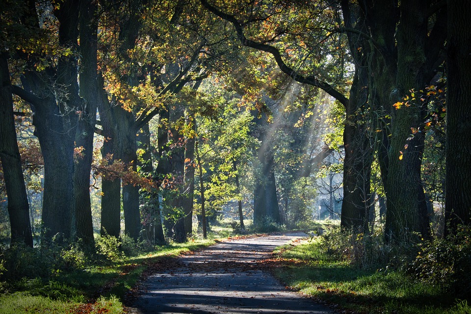 Park Nature Path - Free photo on Pixabay