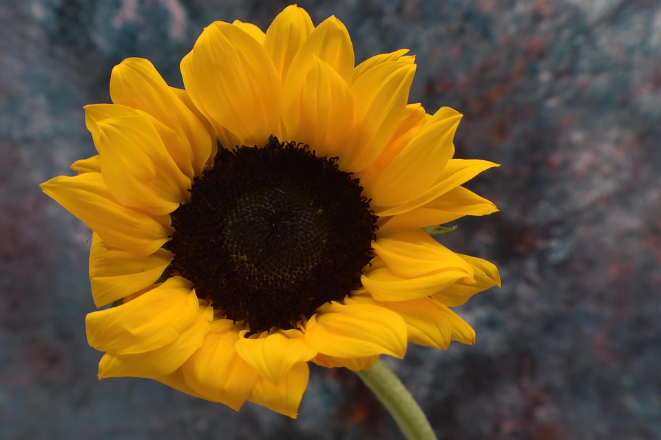 Tournesol Fleur Plantes - Photo gratuite sur Pixabay