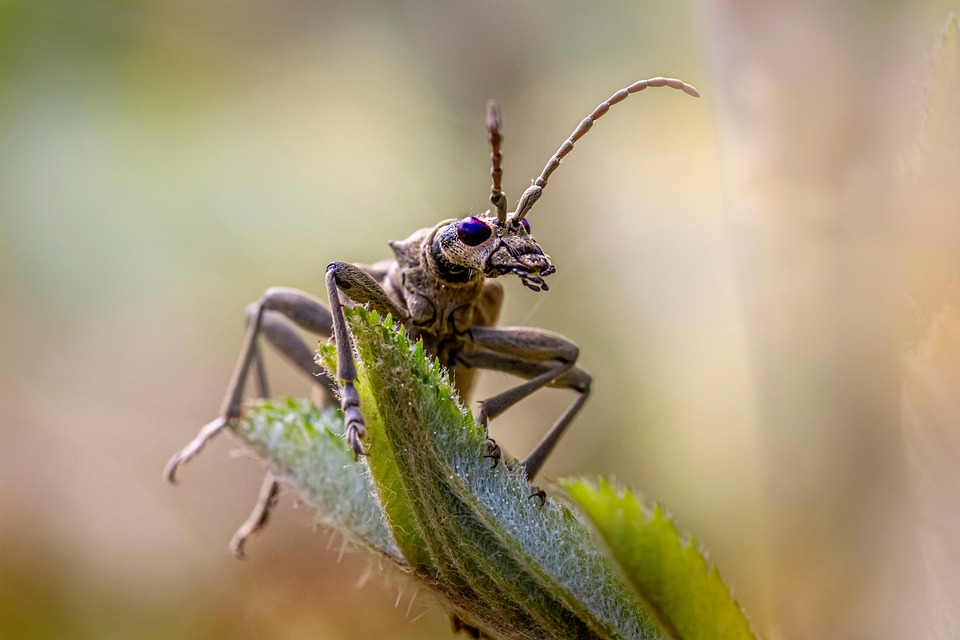 Gândac Lung Cu Pete Negre Insectă - Fotografie gratuită pe Pixabay