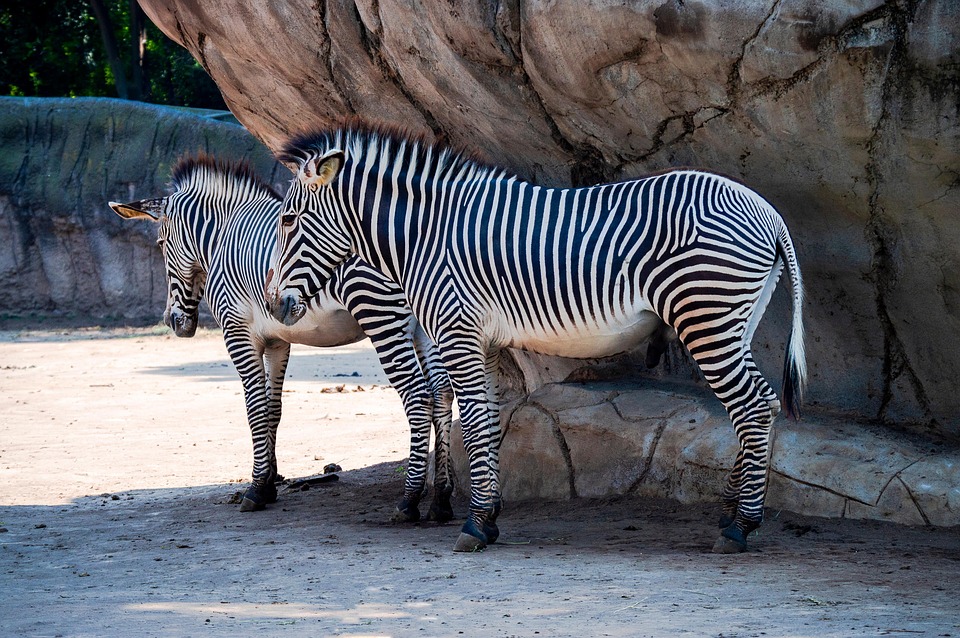 Zoo Animal Sauvage - Photo gratuite sur Pixabay - Pixabay