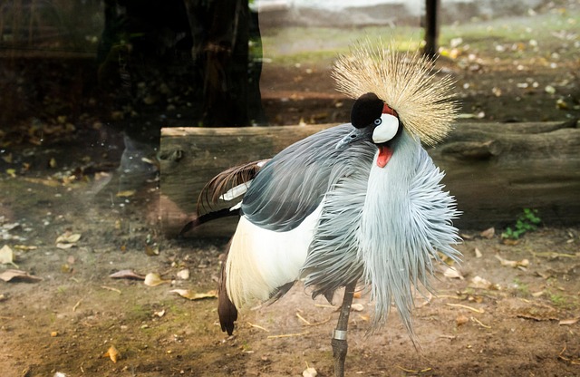 Zoo Animal Wild - Free photo on Pixabay