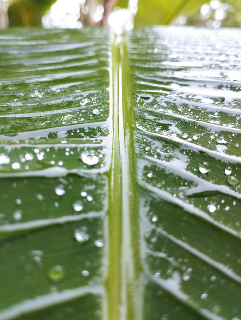 Verde Natural Folha - Foto gratuita no Pixabay - Pixabay