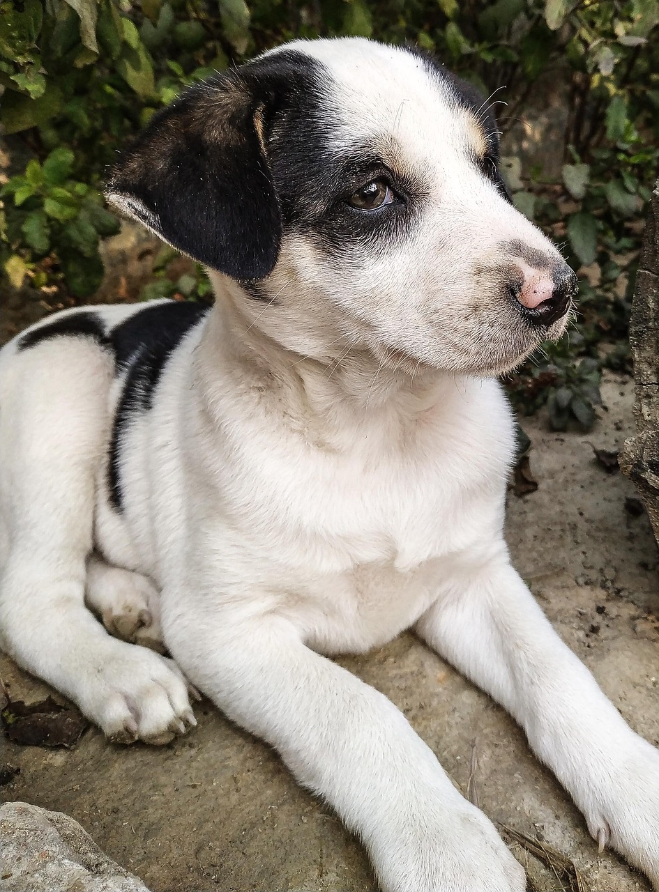 Little Puppy Dog - Free photo on Pixabay - Pixabay