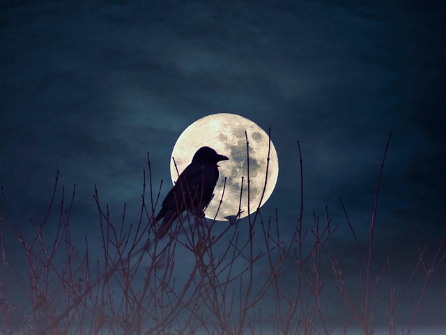 Crow Moon Night - Free photo on Pixabay - Pixabay