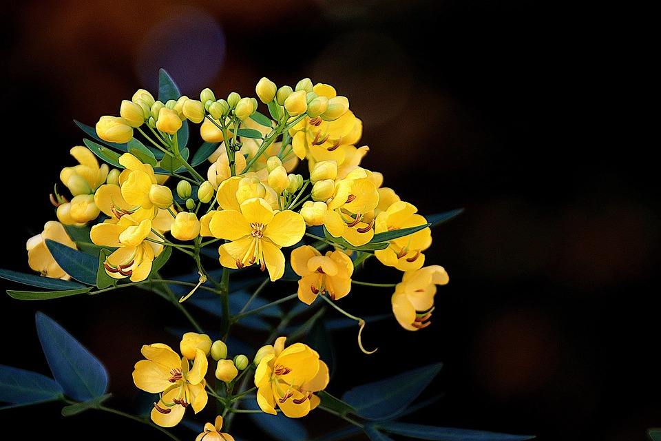 Flowers Plant Senna - Free photo on Pixabay
