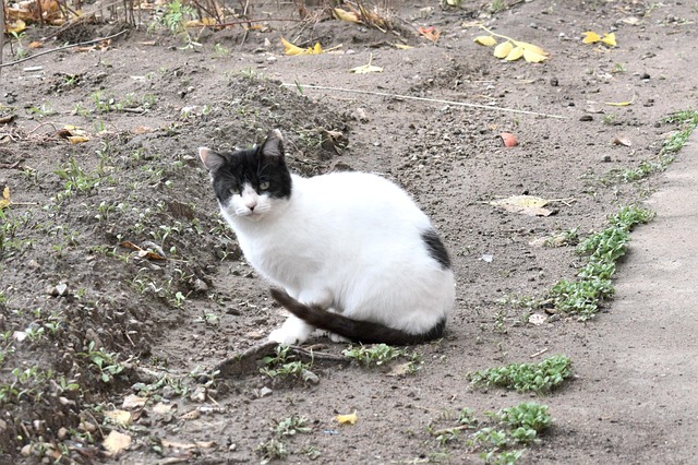 Gato Sentado Animal - Foto gratuita no Pixabay - Pixabay