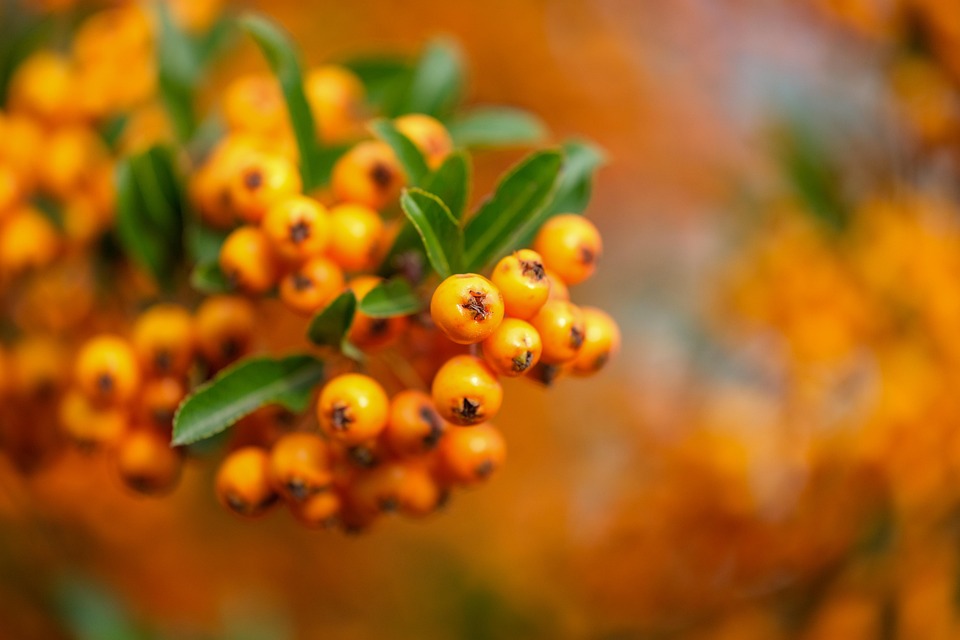 Firethorn Berry Ornamental Shrub - Free photo on Pixabay - Pixabay