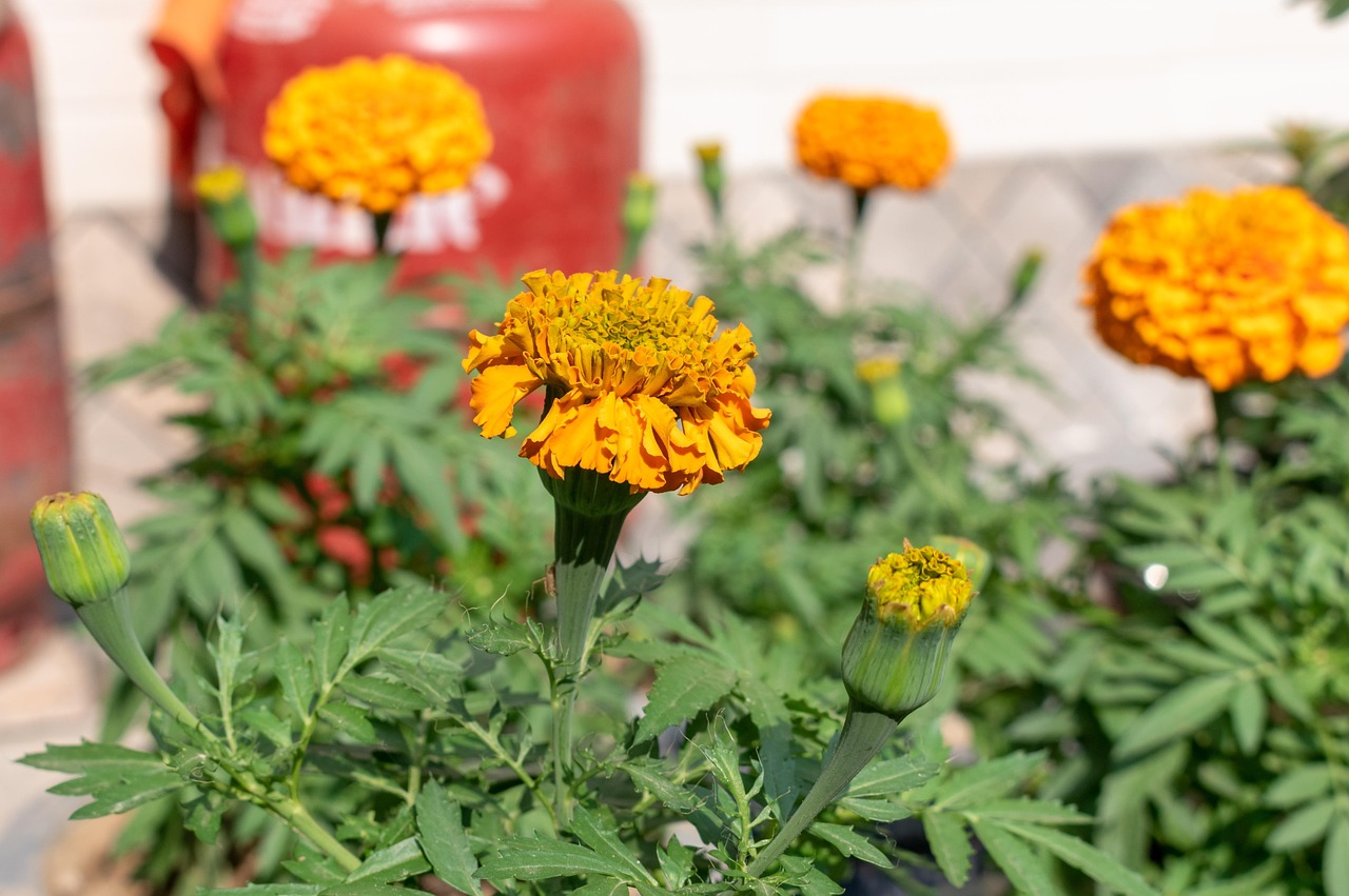 Marigold Tagetes Blossom - Free photo on Pixabay - Pixabay