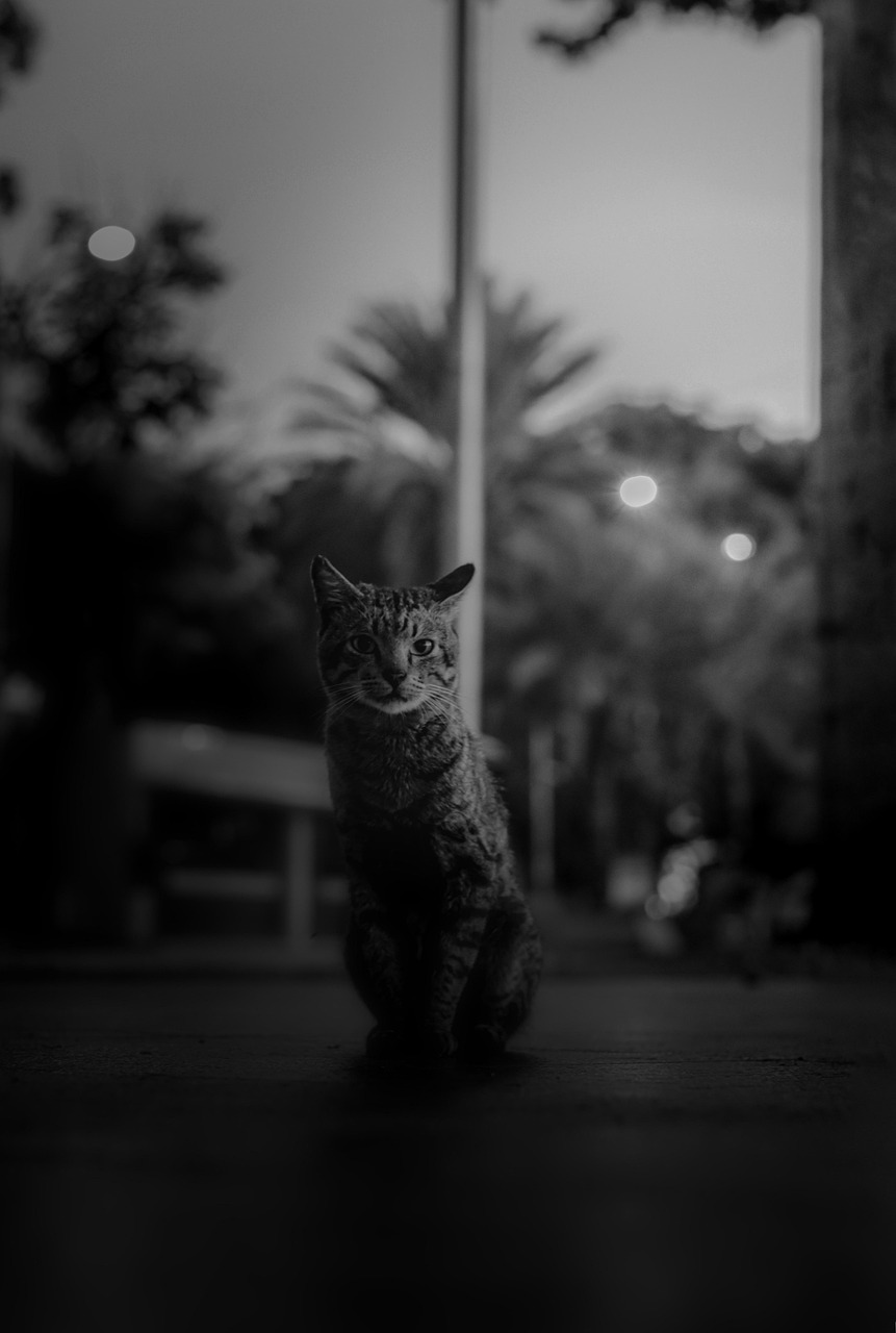 Cat Photographe Photoshop - Photo gratuite sur Pixabay - Pixabay