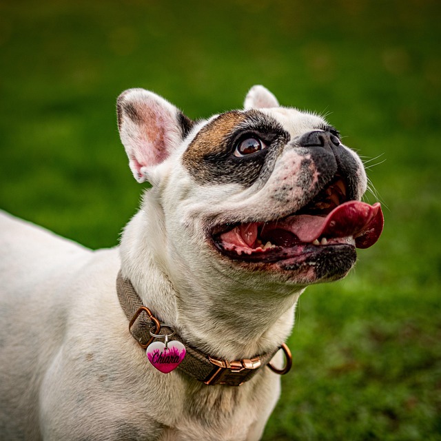 90+ Free Frenchies & Dog Images - Pixabay