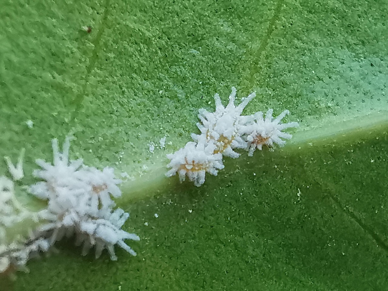 Cottony Mealybug Pest Woodlouse - Free photo on Pixabay - Pixabay