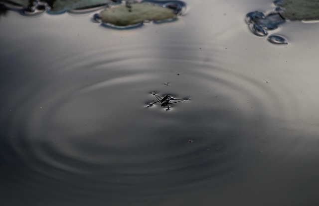 Zancudo De Agua Insecto - Foto gratis en Pixabay - Pixabay