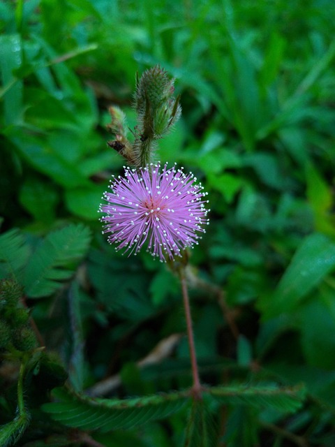 Shameplant Flower Plant - Free photo on Pixabay - Pixabay