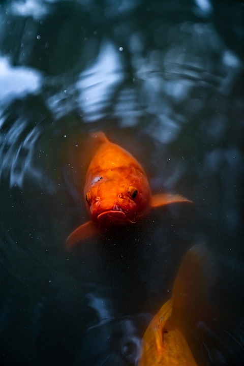 Natural Pez Koi - Foto gratis en Pixabay