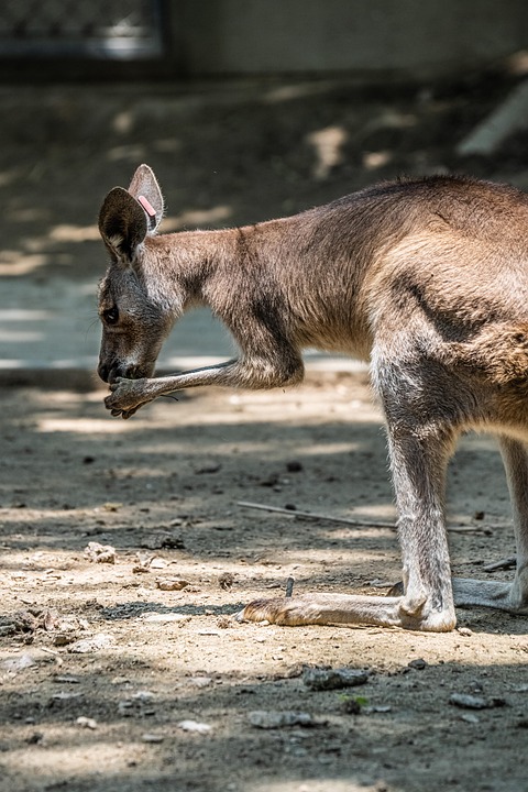 Känguru Tier Essen - Kostenloses Foto auf Pixabay - Pixabay