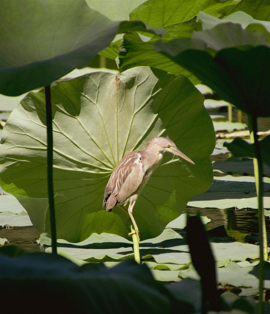 Bird Lotus Leaves Yellow Bittern - Free photo on Pixabay - Pixabay