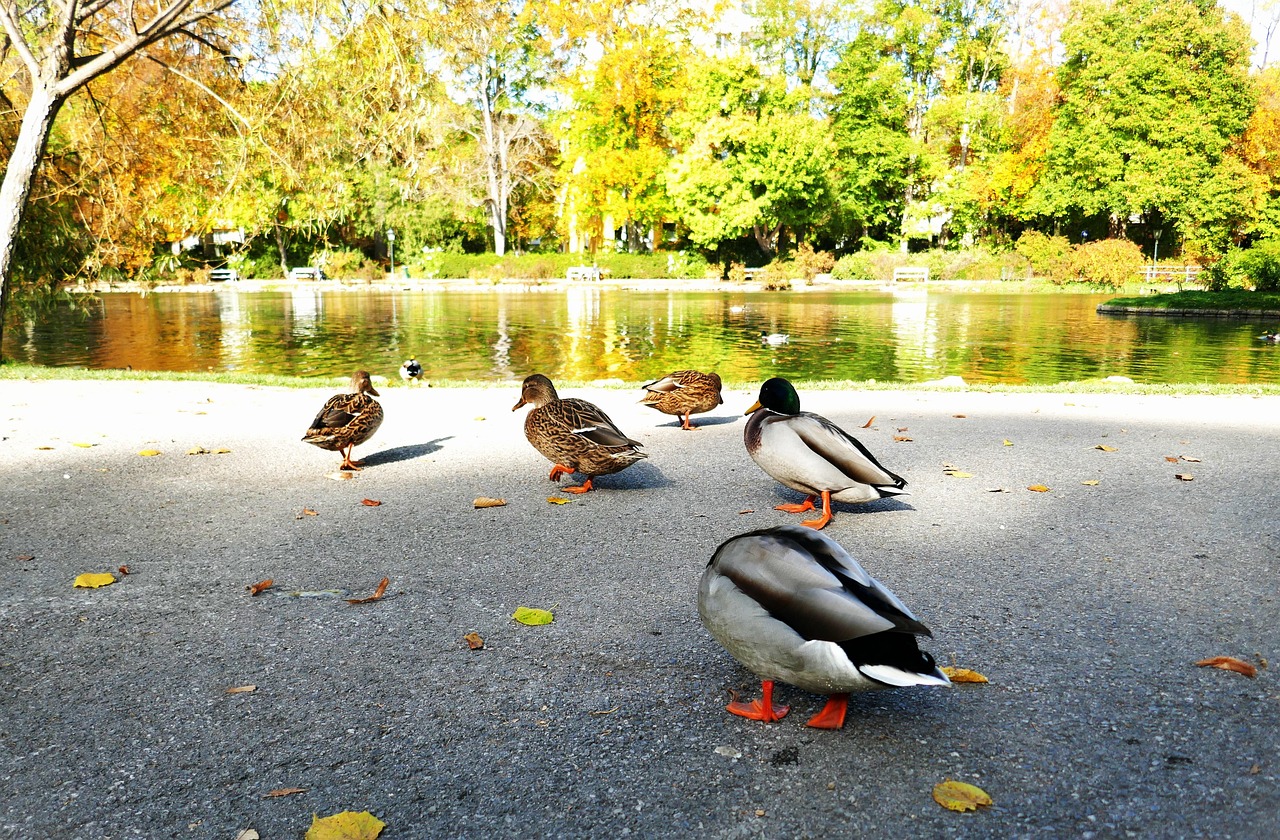Patos Aves Naturaleza - Foto gratis en Pixabay - Pixabay