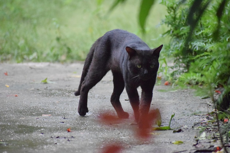 Cat Animal Pet - Free photo on Pixabay - Pixabay