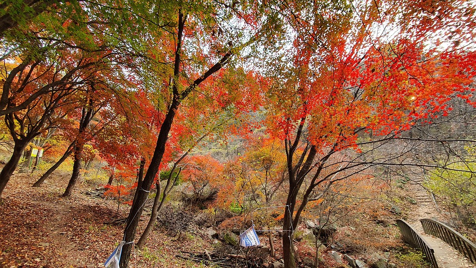 Late Autumn Leaves Surisan - Free photo on Pixabay - Pixabay