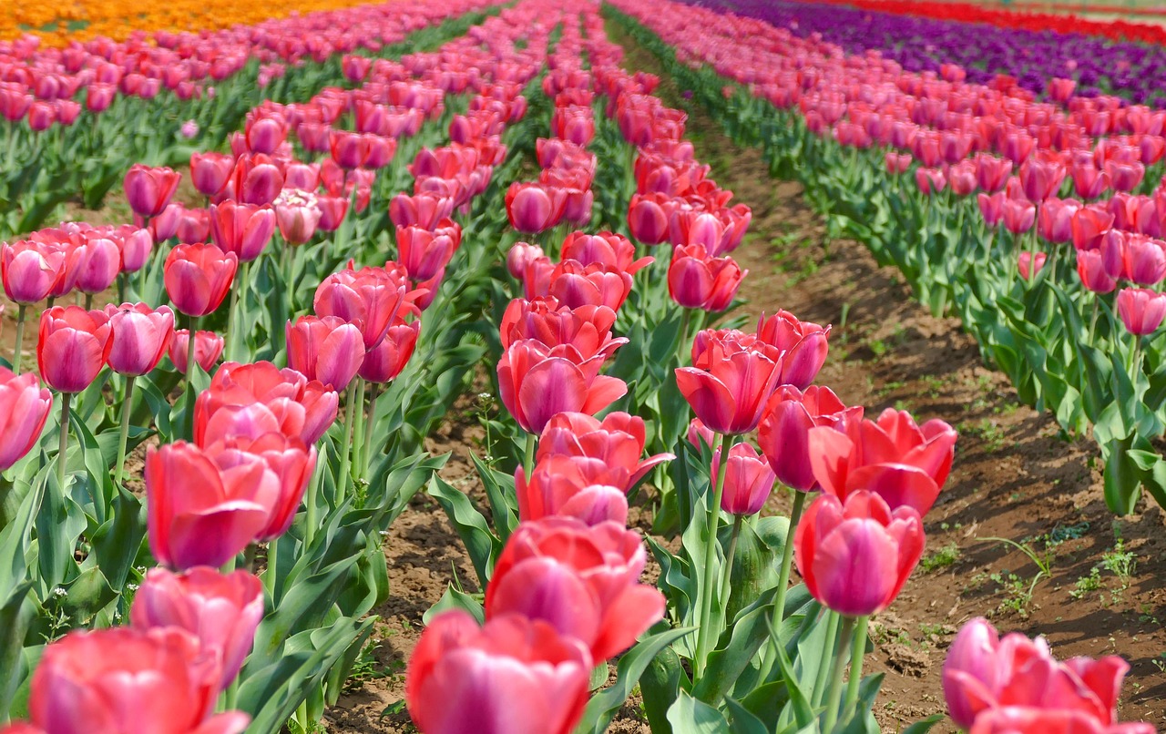300+ Free Paisaje Tulipanes & Tulips Images - Pixabay
