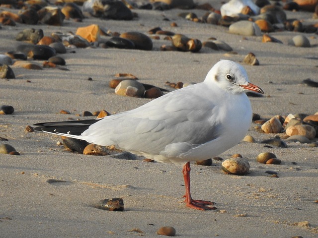 Oiseau Mouette Plage - Photo gratuite sur Pixabay - Pixabay