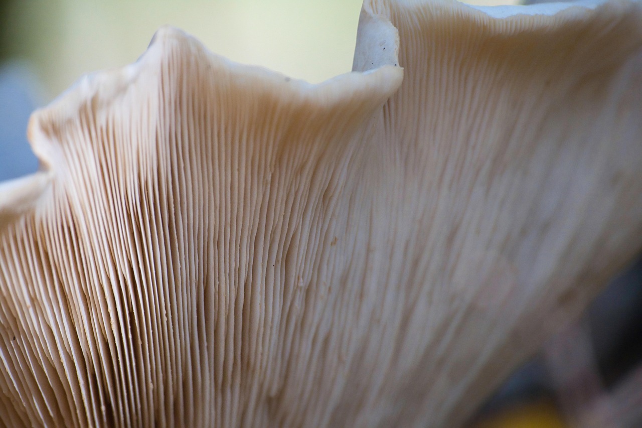 Mushroom Fall Slats Forest - Free photo on Pixabay - Pixabay