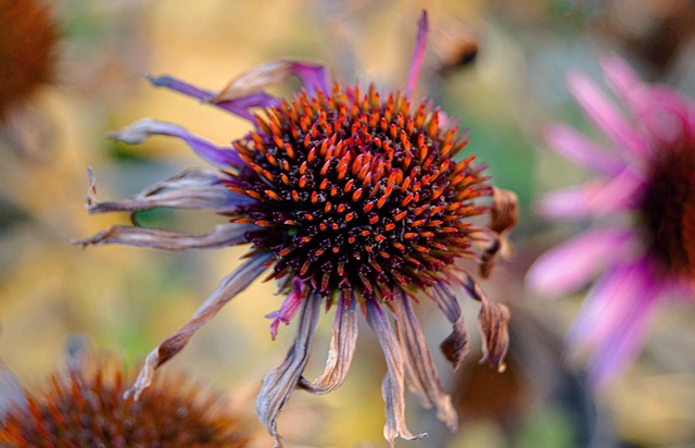 Autumn Dry Flower Dried - Free photo on Pixabay