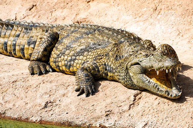 Crocodile Predator Animal - Free photo on Pixabay - Pixabay