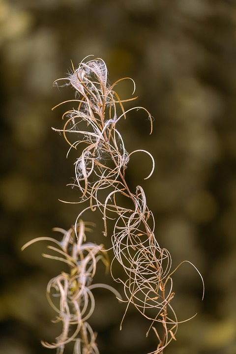 Epilobium Plantar Murcha - Foto gratuita no Pixabay - Pixabay