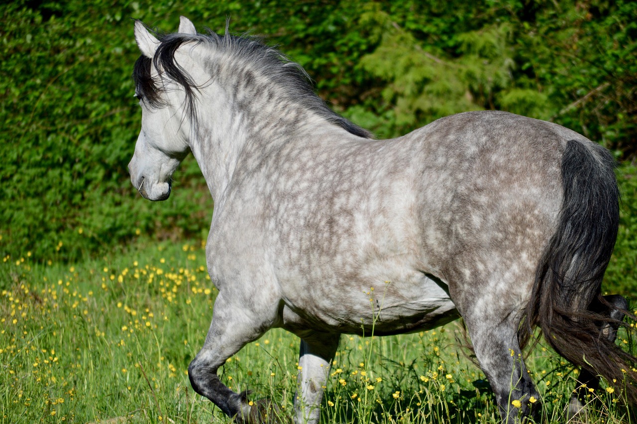 Cavallo Animale Equino - Foto gratis su Pixabay - Pixabay