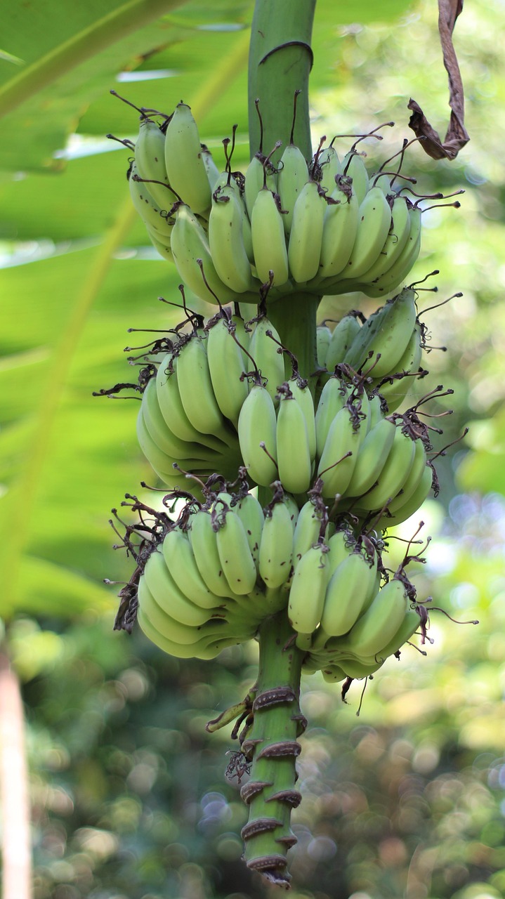 Banana Fruit Tree - Free photo on Pixabay