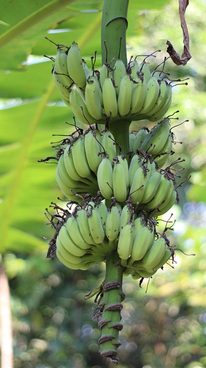 Pisang Buah Pohon - Foto gratis di Pixabay