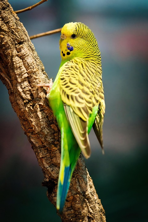 Periquito Pájaro Animal - Foto gratis en Pixabay