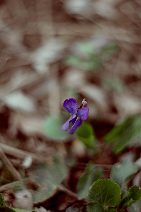 Viola Obtusa Flower Plant - Free photo on Pixabay